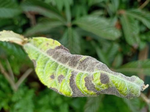 Heavy damage on loquat tree in the Pests and Diseases forum - Garden.org