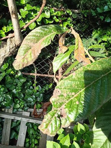 Heavy damage on loquat tree in the Pests and Diseases forum - Garden.org