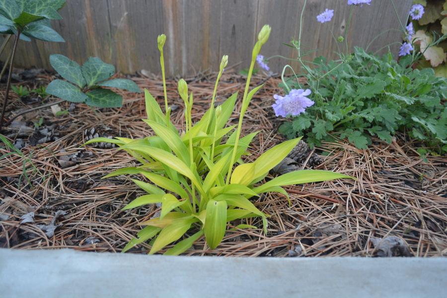 Photo of the entire plant of Hosta 'Munchkin Fire' posted by jathton ...