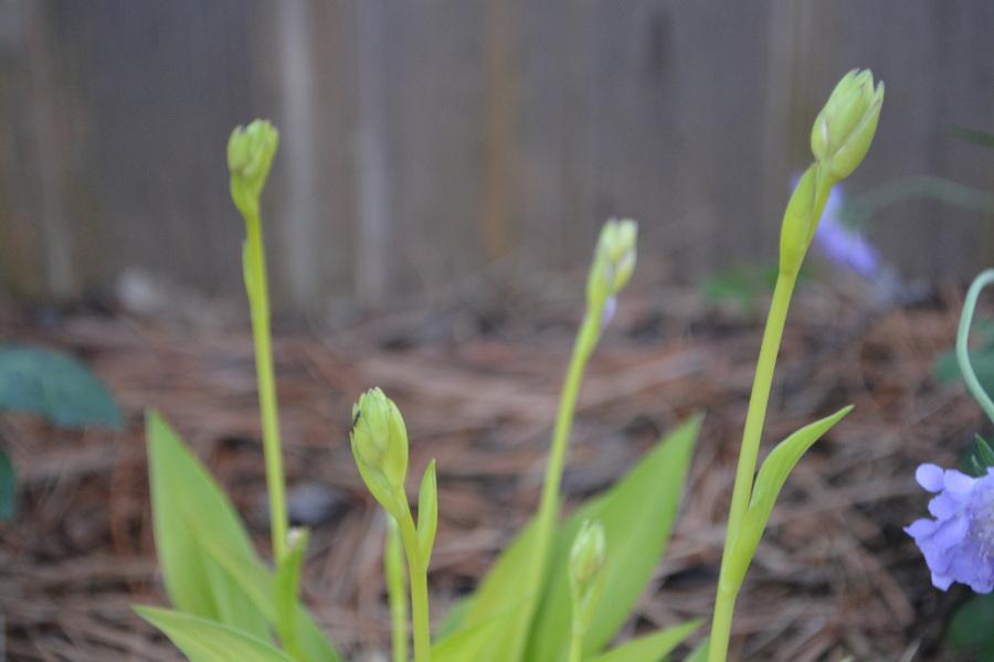 Photo of the closeup of buds, sepals and receptacles of Hosta 'Munchkin ...