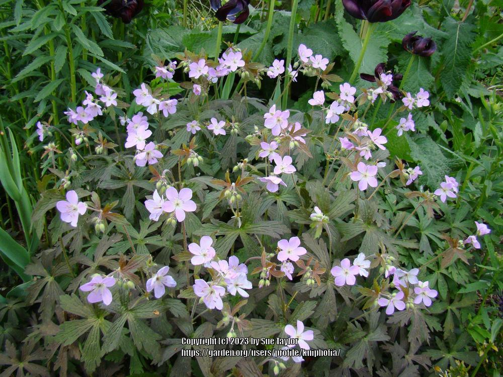 Photo of the entire plant of Spotted Geranium (Geranium maculatum ...