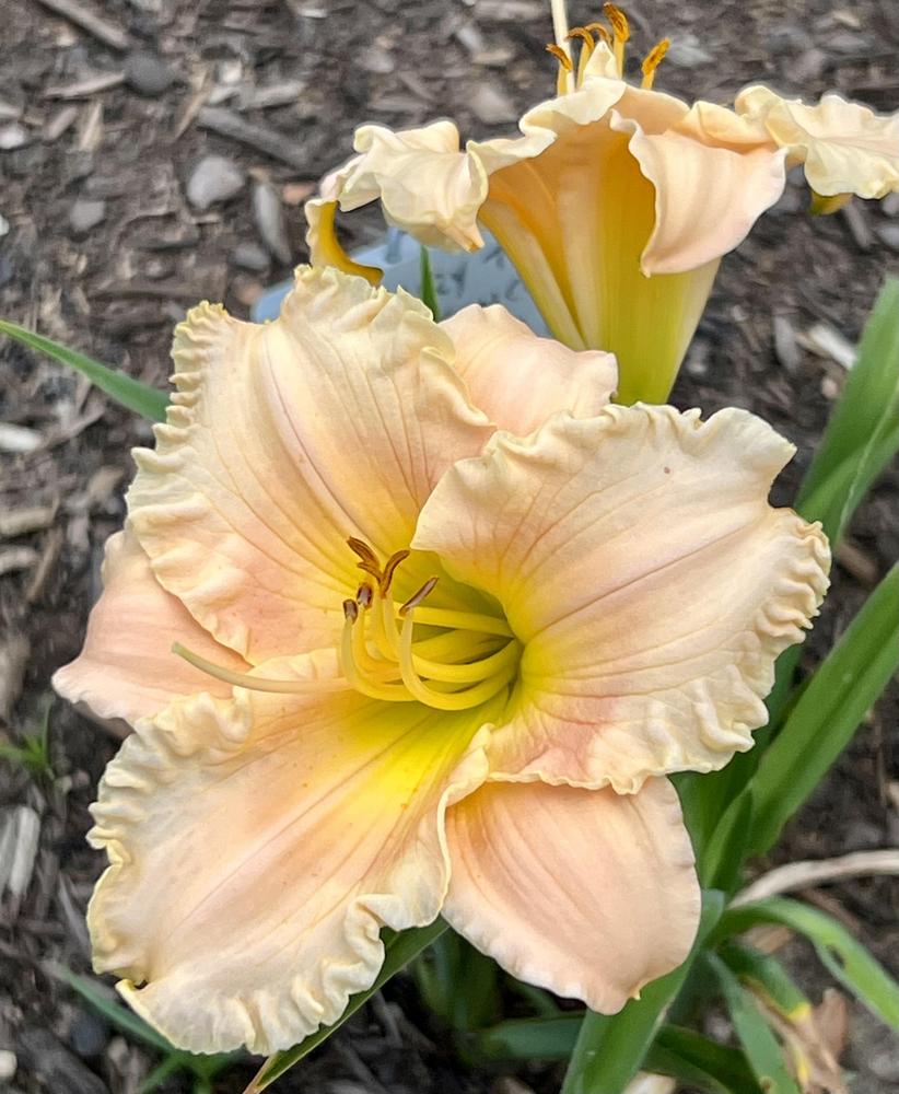 Photo of the bloom of Daylily (Hemerocallis 'Small World Fairy Tale ...