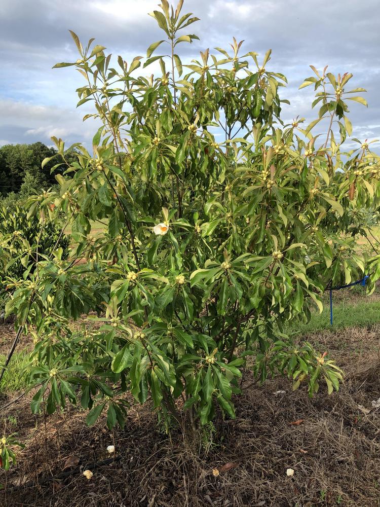 Photo of the entire plant of Franklin Tree (Franklinia alatamaha ...