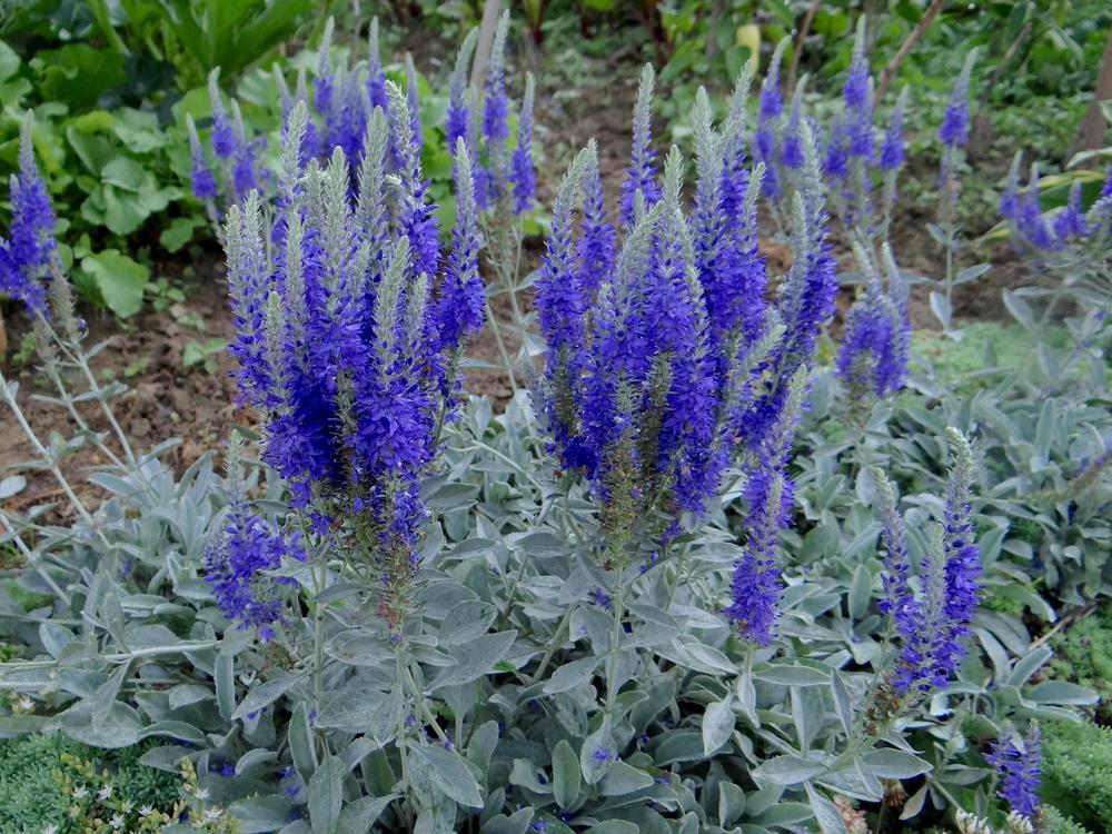 Silver Speedwell (Veronica incana subsp. incana) in the Veronicas ...