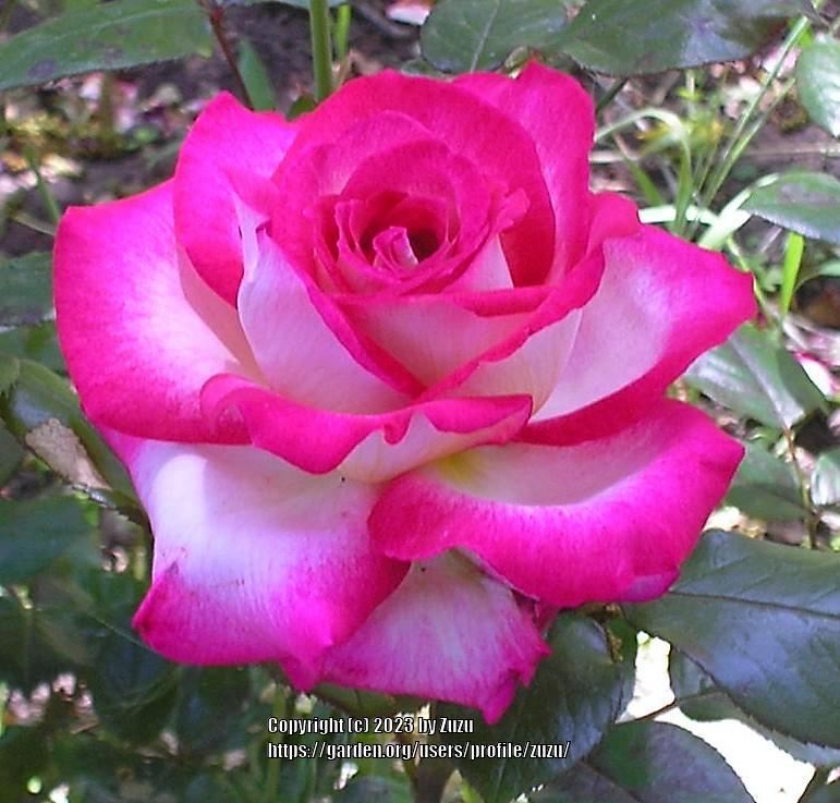 Rose (Rosa 'Pascal Sevran') in the Roses Database - Garden.org