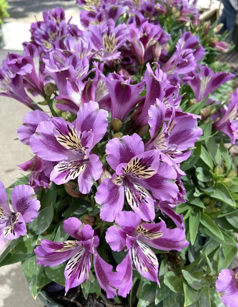 Photo of the bloom of Peruvian Lily (Alstroemeria Colorita® Mulan ...