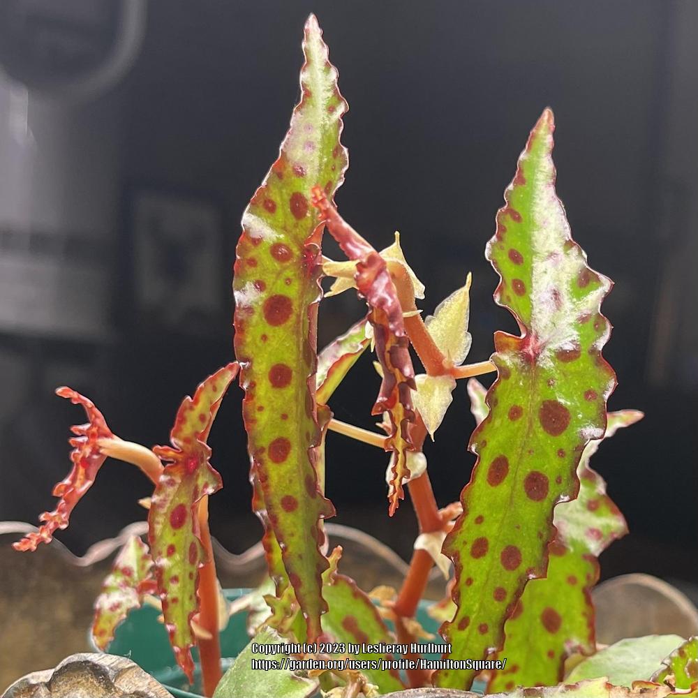 Begonia (Begonia amphioxus) in the Begonias Database - Garden.org