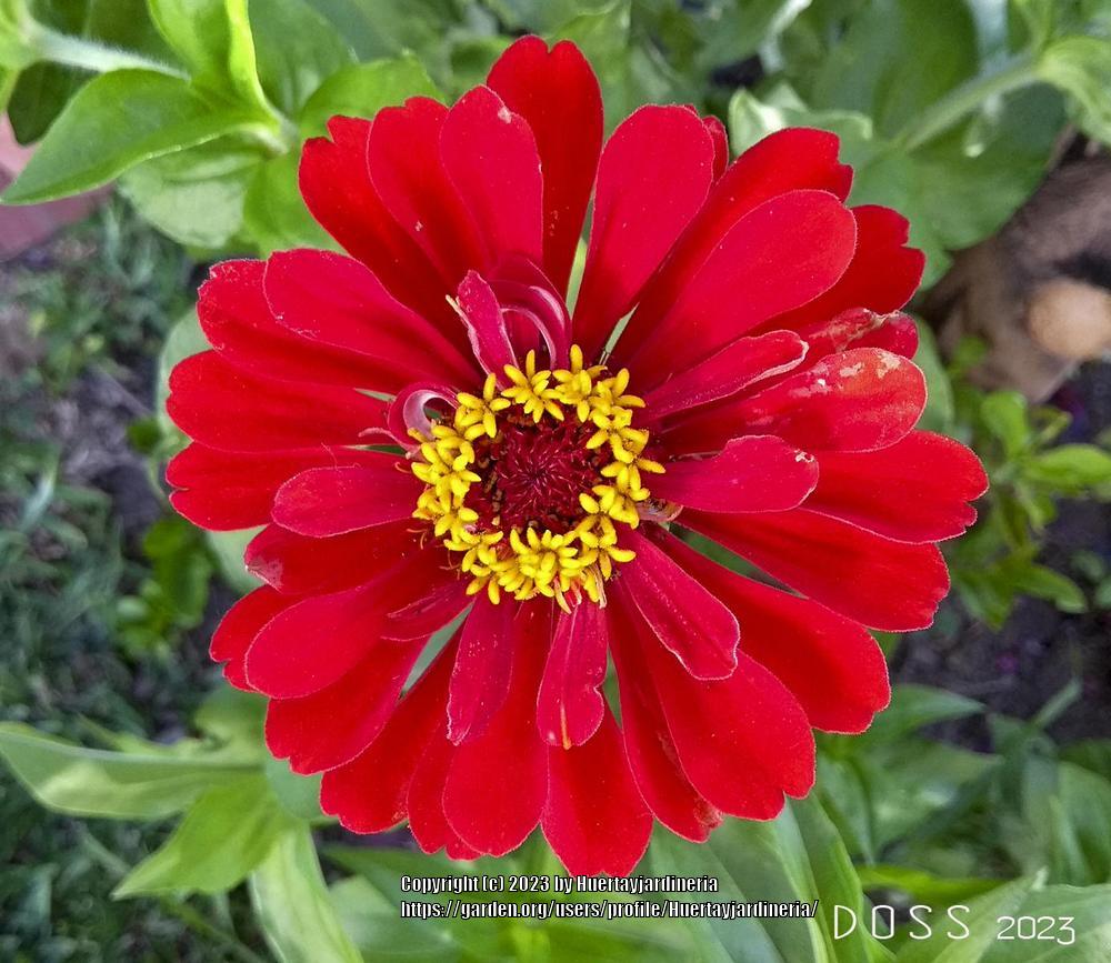 Photo of the bloom of Zinnia (Zinnia elegans) posted by ...