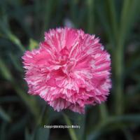 Photo of the bloom of Carnation (Dianthus caryophyllus 'Chabaud Picotee ...