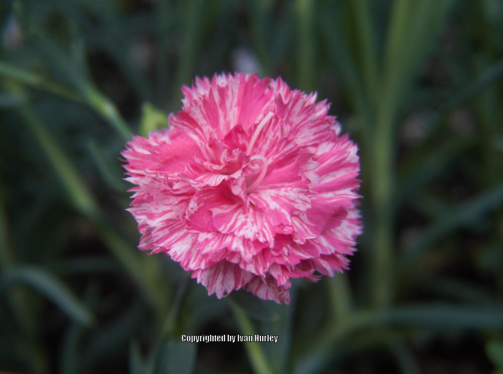 Photo of the bloom of Carnation (Dianthus caryophyllus 'Chabaud Picotee ...