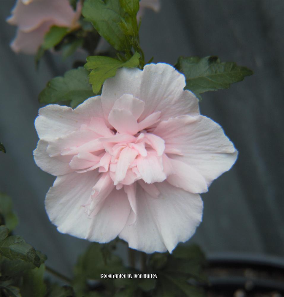 Photo of the bloom of Althea (Hibiscus syriacus Pink Chiffon™) posted ...