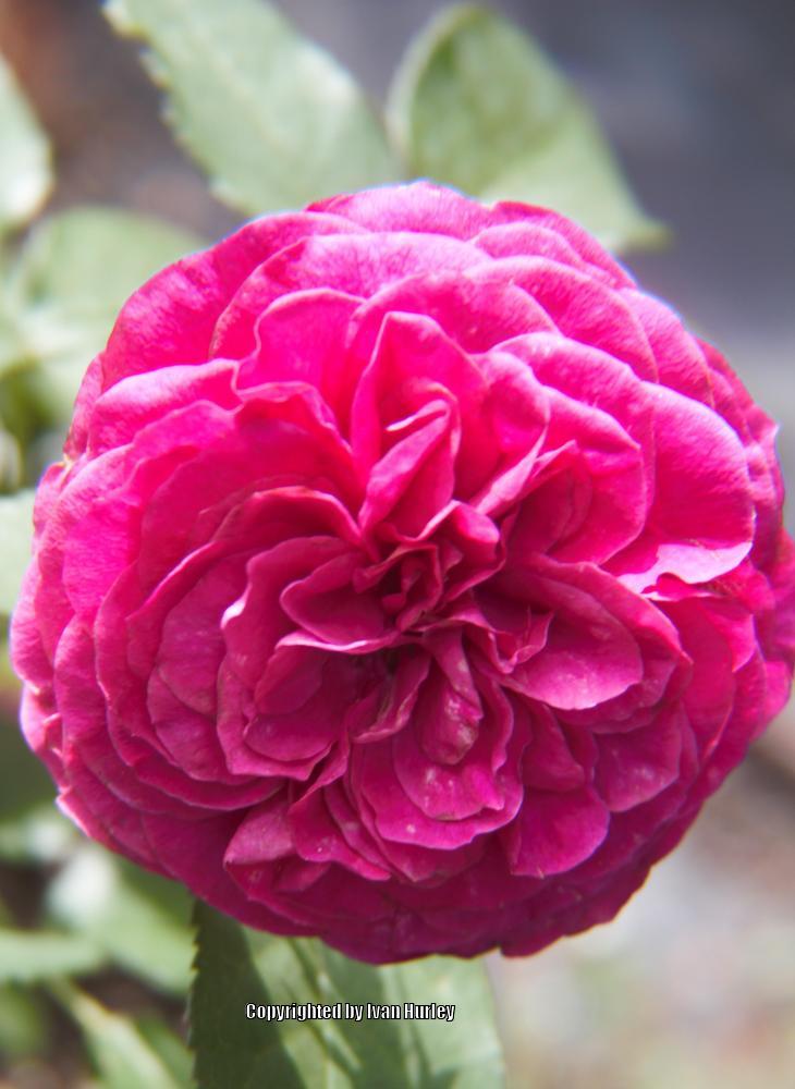 Photo of the bloom of Rose (Rosa 'Celestial Night') posted by Ivan_N_Tx ...