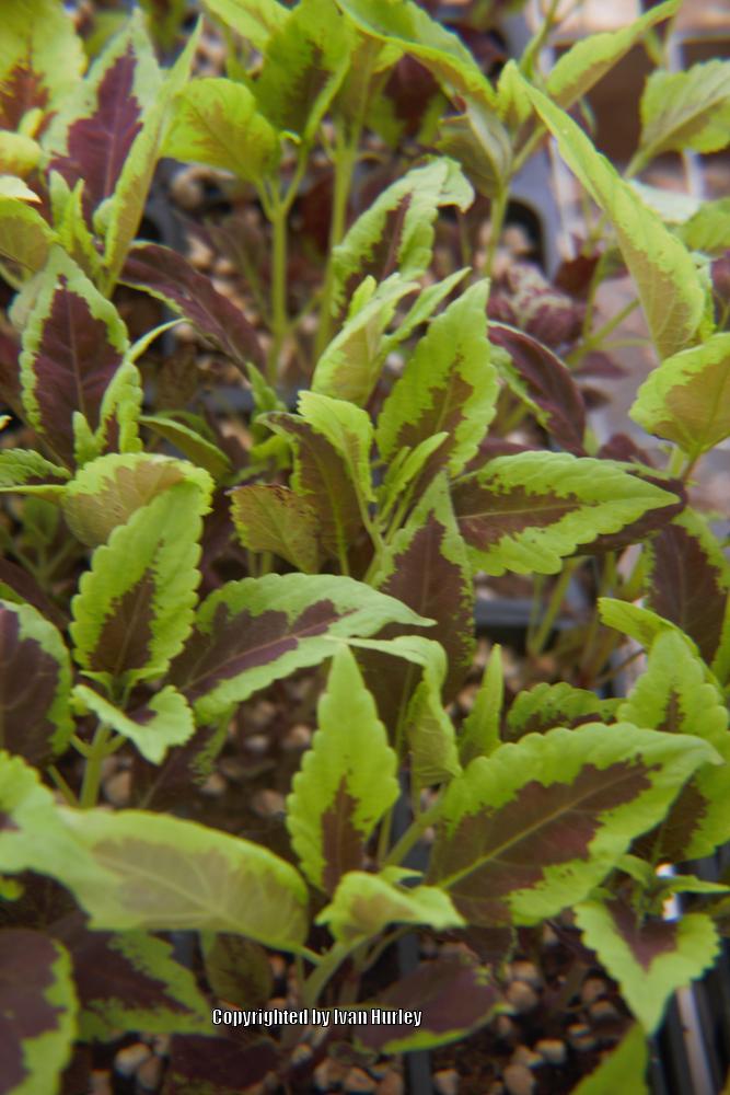Photo of the leaves of Coleus (Coleus scutellarioides 'Red Coat ...