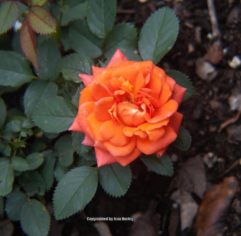 Photo of the bloom of Rose (Rosa 'Amber Sunblaze') posted by Ivan_N_Tx ...