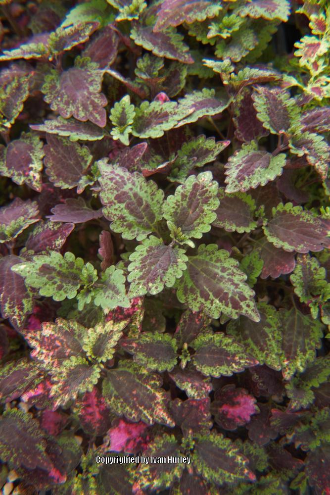 Photo of the leaves of Coleus (Coleus scutellarioides 'Solar Eclipse ...