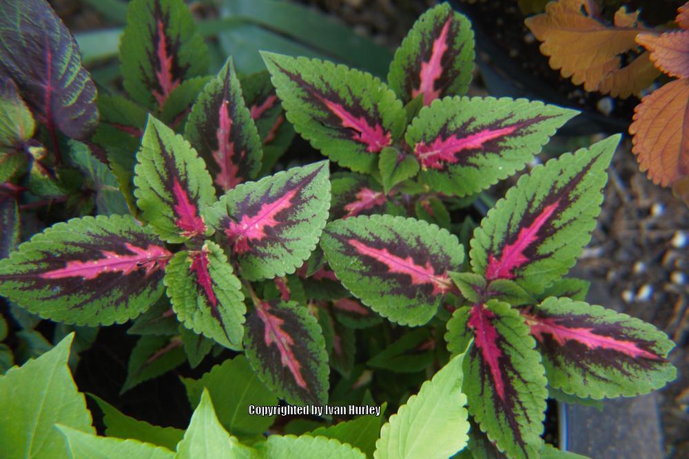 Photo of the leaves of Coleus (Coleus scutellarioides Main Street Ruby Road™) posted by Ivan_N ...
