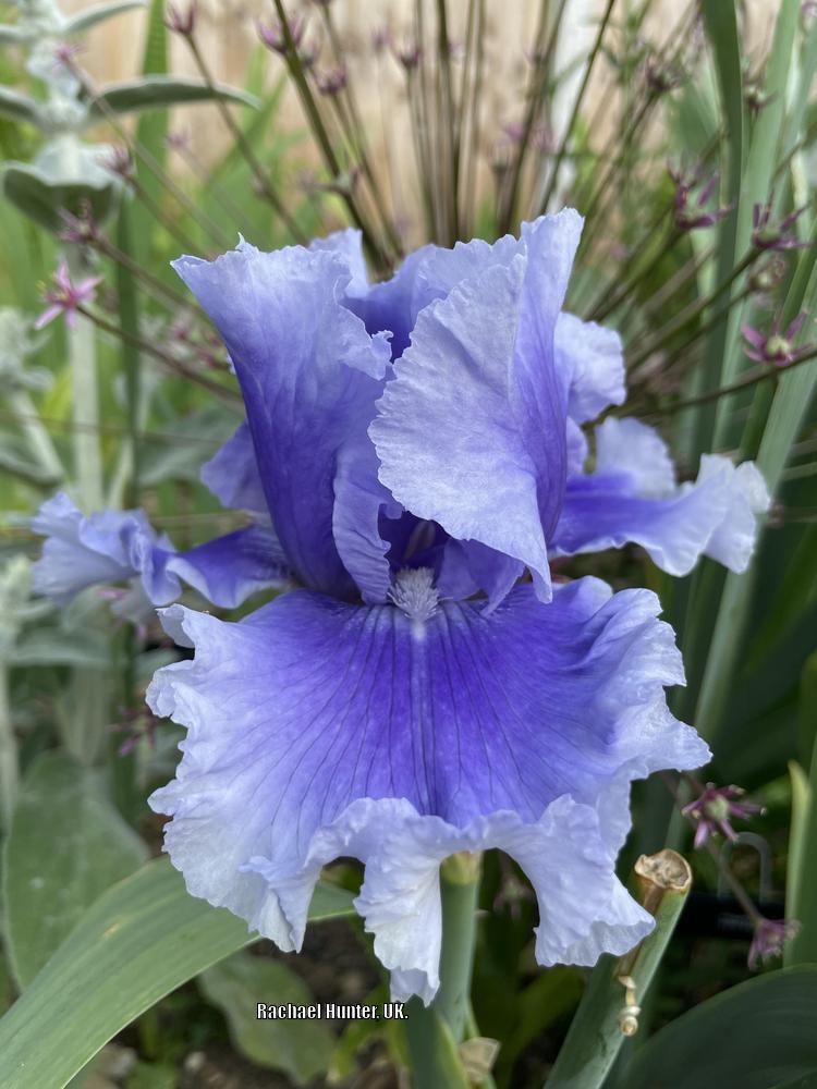 Photo of the bloom of Tall Bearded Iris (Iris 'Blue My Mind') posted by ...