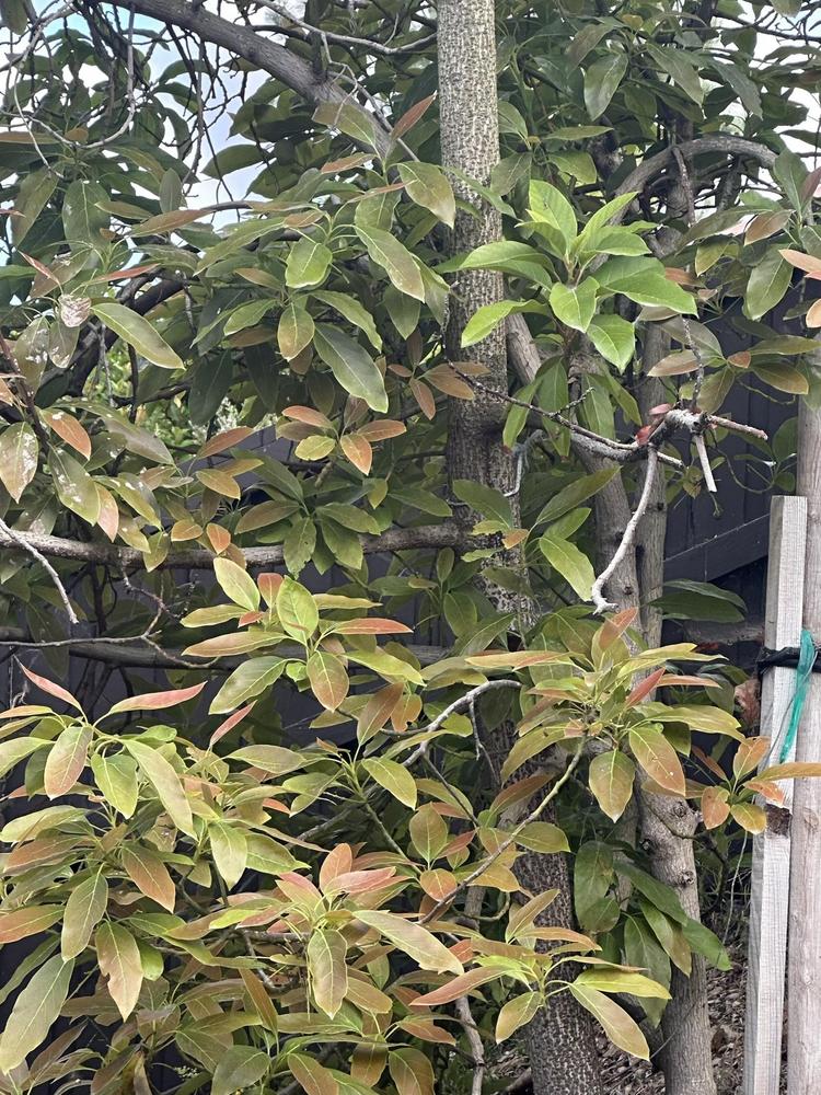 Sick Avocado Tree in the Ask a Question forum - Garden.org
