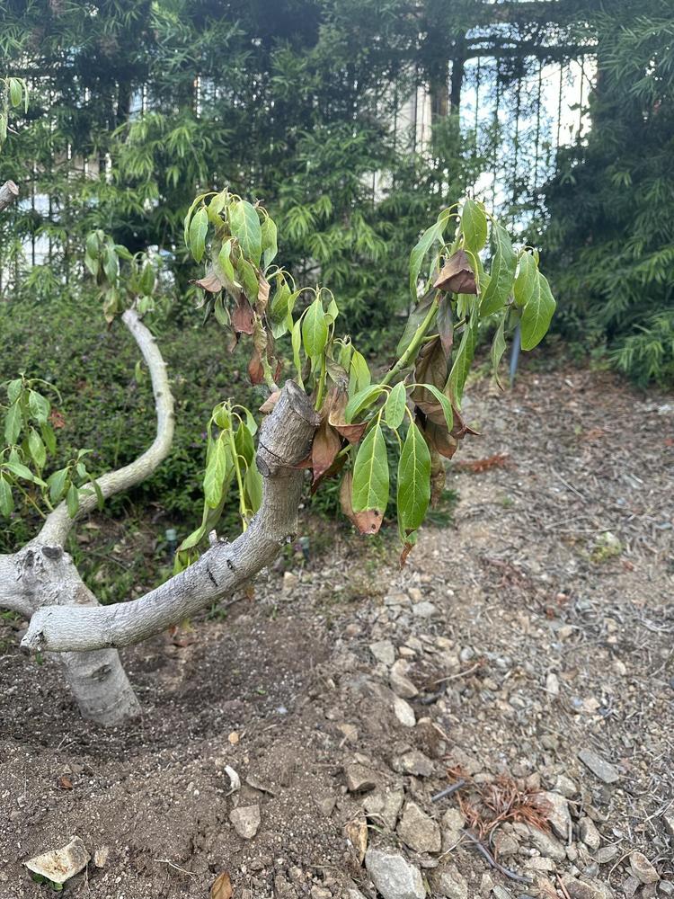Sick Avocado Tree in the Ask a Question forum - Garden.org