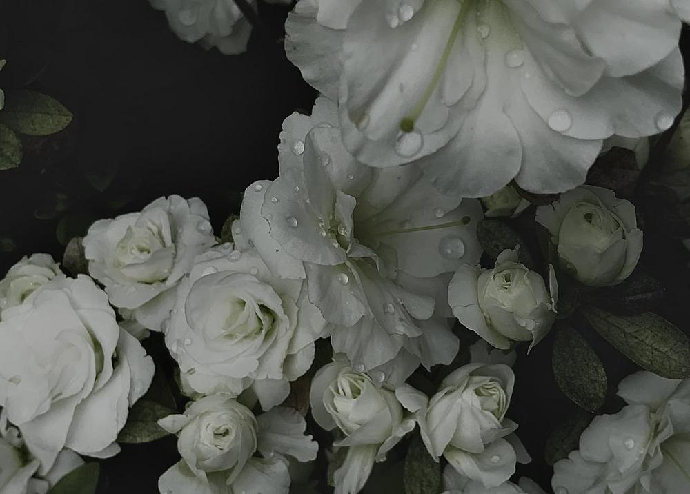 Photo of the bloom of Reblooming Azalea (Rhododendron Perfecto Mundo ...