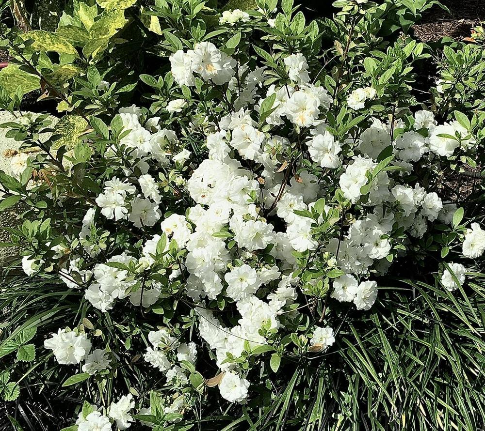 Photo of the entire plant of Reblooming Azalea (Rhododendron Perfecto ...