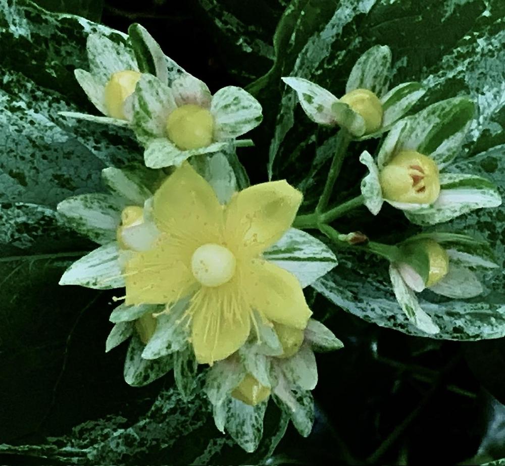 Photo of the bloom of St. John's Wort (Hypericum 'Hidcote Variegated ...