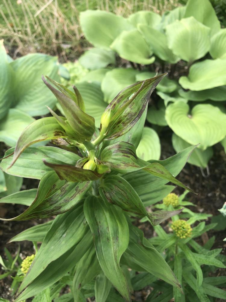 Viruses on Lilies? in the Lilies forum - Garden.org