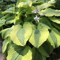 Hosta 'Goodness Gracious' in the Hostas Database - Garden.org