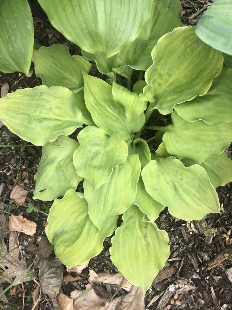 Hosta 'Wizard's Illusion' in the Hostas Database - Garden.org