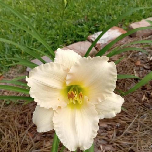 Daylily (Hemerocallis 'Adena Blizzard') in the Daylilies Database ...