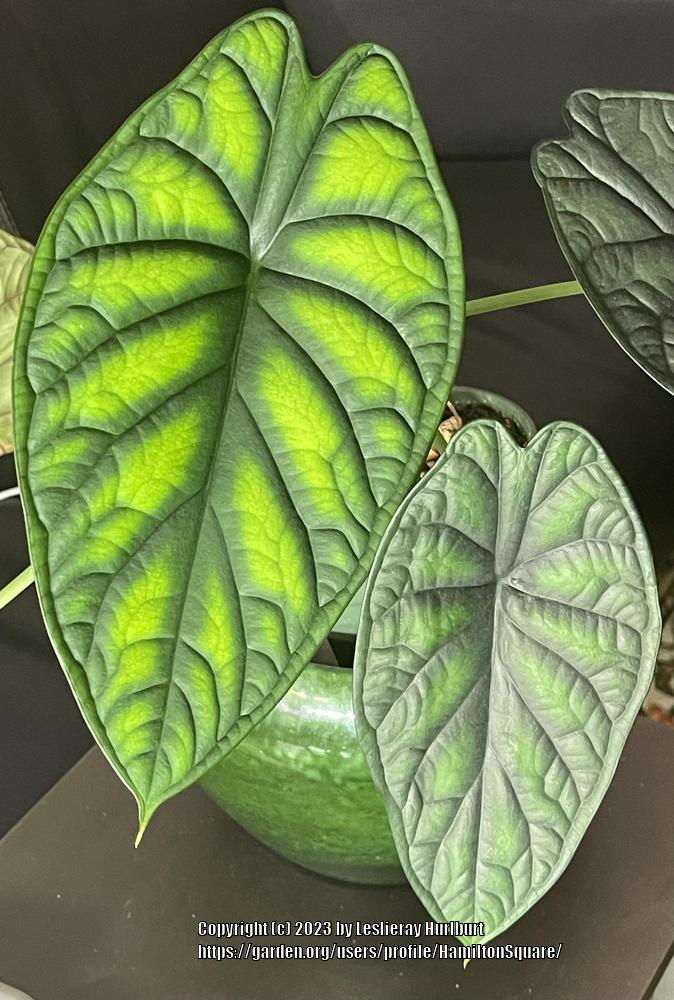Photo of the leaves of Jewel Alocasia (Alocasia baginda 'Dragon Scale ...