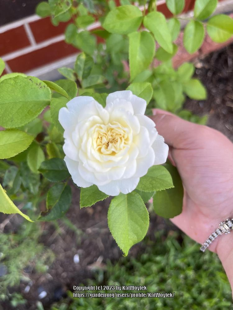 Photo of the bloom of Rose (Rosa 'Tranquillity') posted by KatWoytek ...