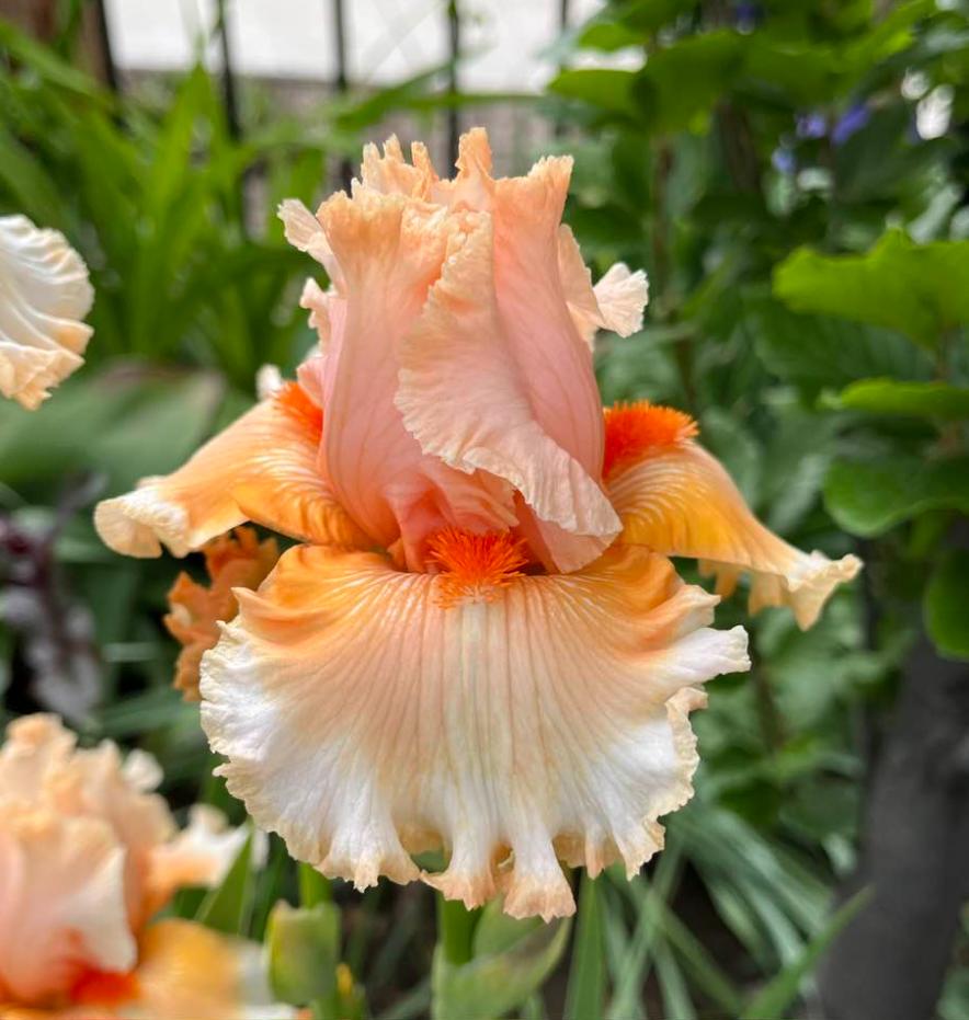 Photo of the bloom of Tall Bearded Iris (Iris 'All My Dreams') posted ...