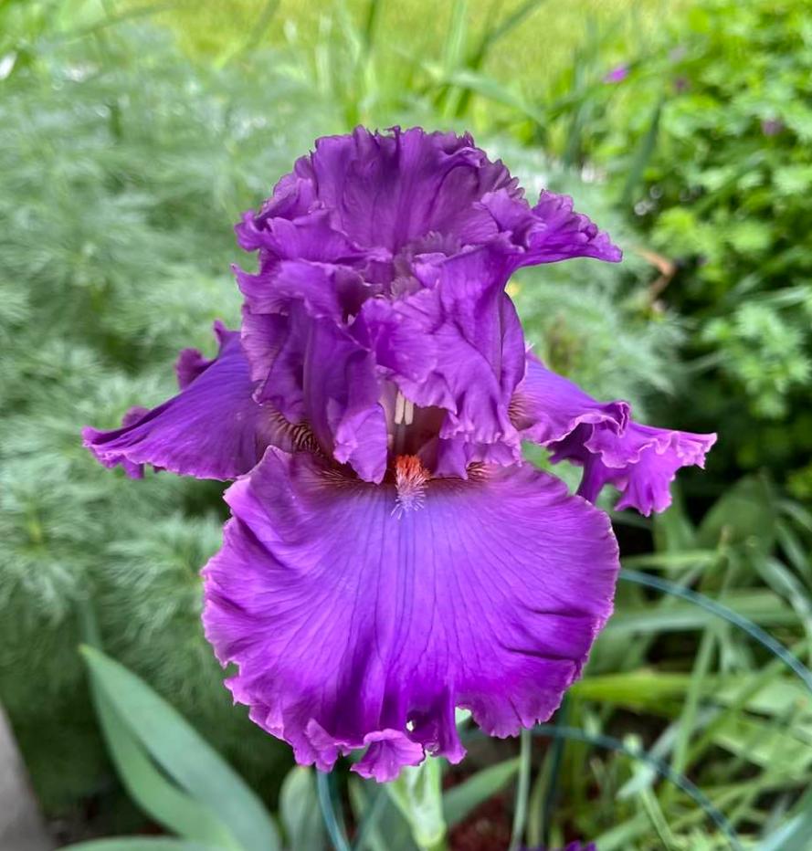 Photo of the bloom of Tall Bearded Iris (Iris 'Aloha Spirit') posted by ...