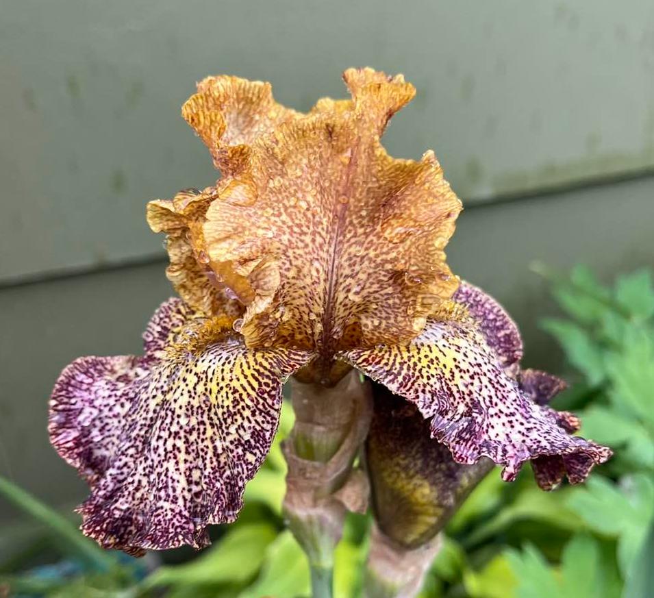 Photo of the bloom of Tall Bearded Iris (Iris 'Freckled Frenzy') posted ...