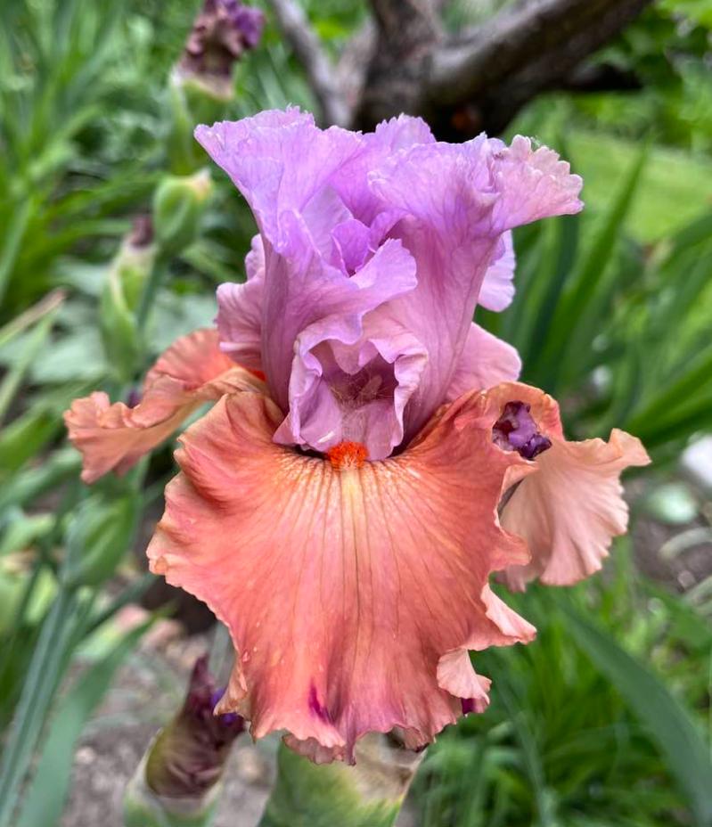 Photo of the bloom of Tall Bearded Iris (Iris 'Adoree') posted by MaryDurtschi - Garden.org