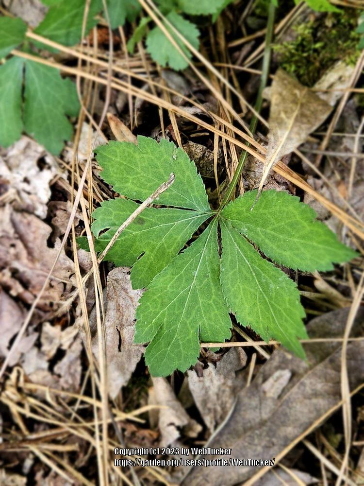 Photo of the leaves of Black Snakeroot (Sanicula canadensis) posted by ...
