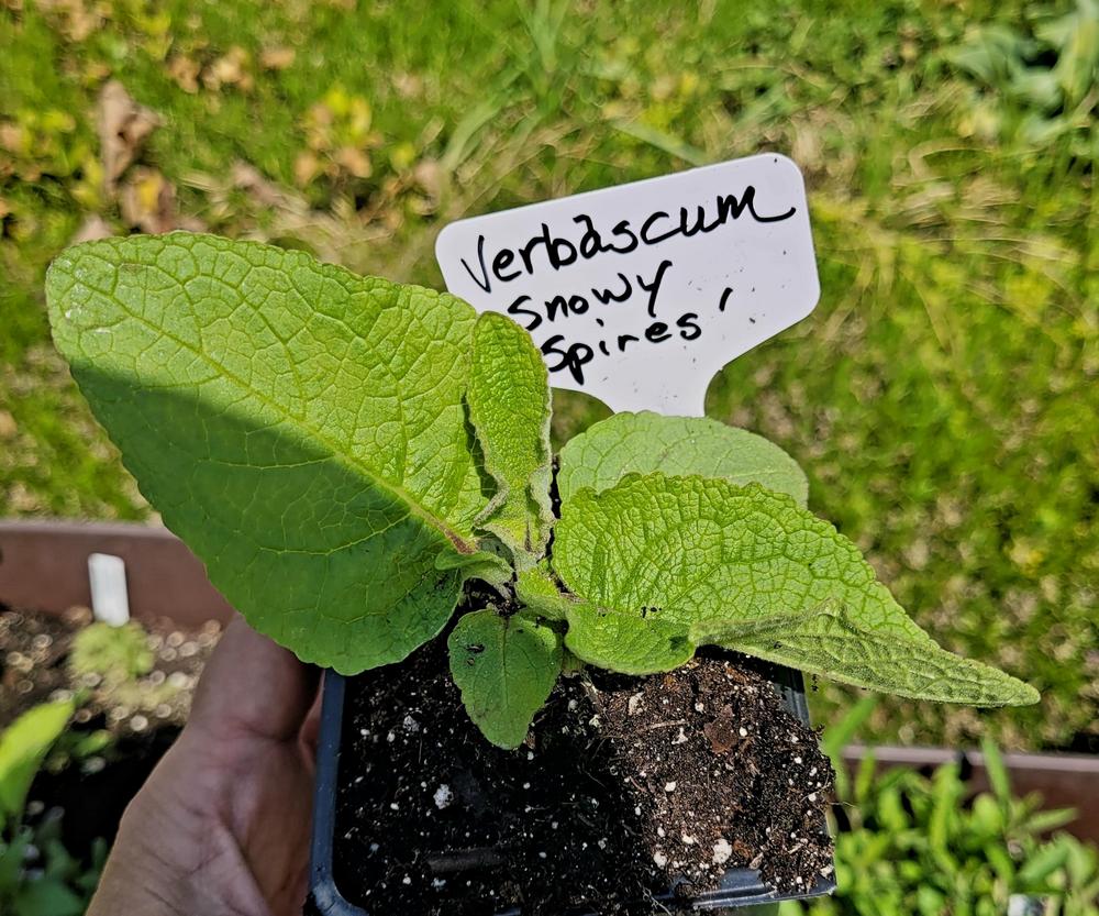 Photo of the seedling or young plant of Verbascum 'Snowy Spires' posted ...