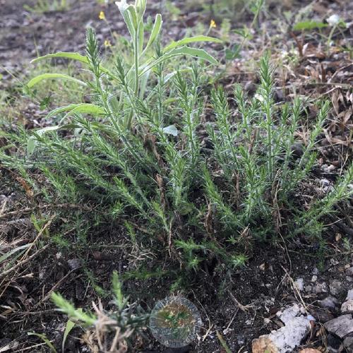 Dwarf Gorse (Ulex minor) - Garden.org