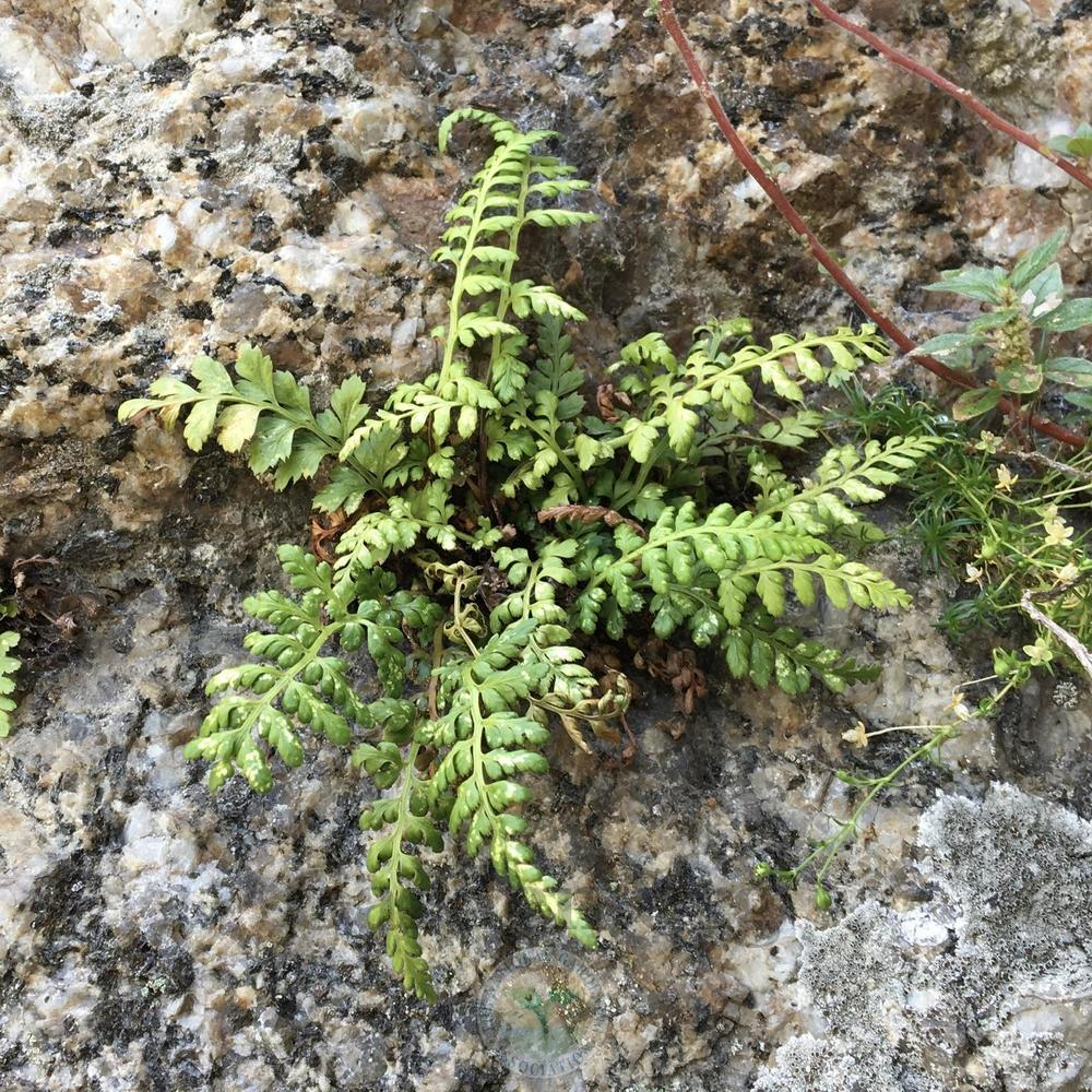 Photo of the entire plant of Asplenium obovatum subsp. billotii posted ...