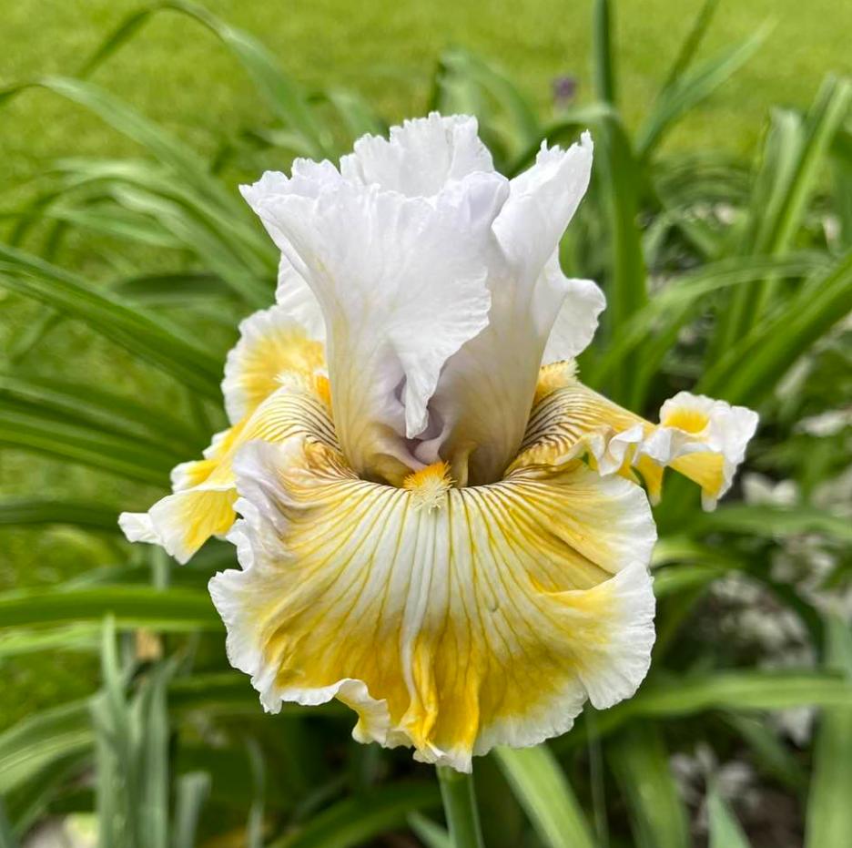 Photo of the bloom of Tall Bearded Iris (Iris 'Baby I Love You') posted ...
