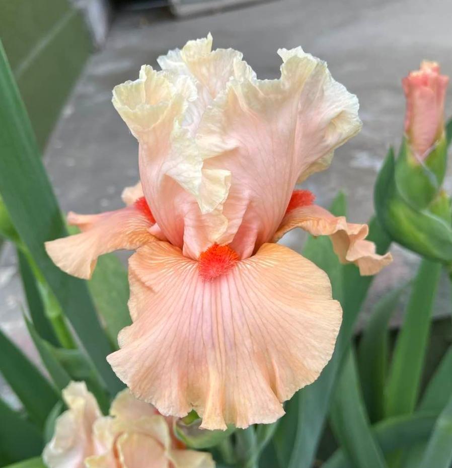 Photo of the bloom of Tall Bearded Iris (Iris 'Coral Charm') posted by MaryDurtschi - Garden.org