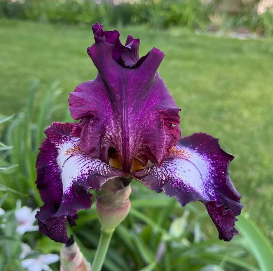 Photo of the bloom of Tall Bearded Iris (Iris 'Tennison Ridge') posted ...