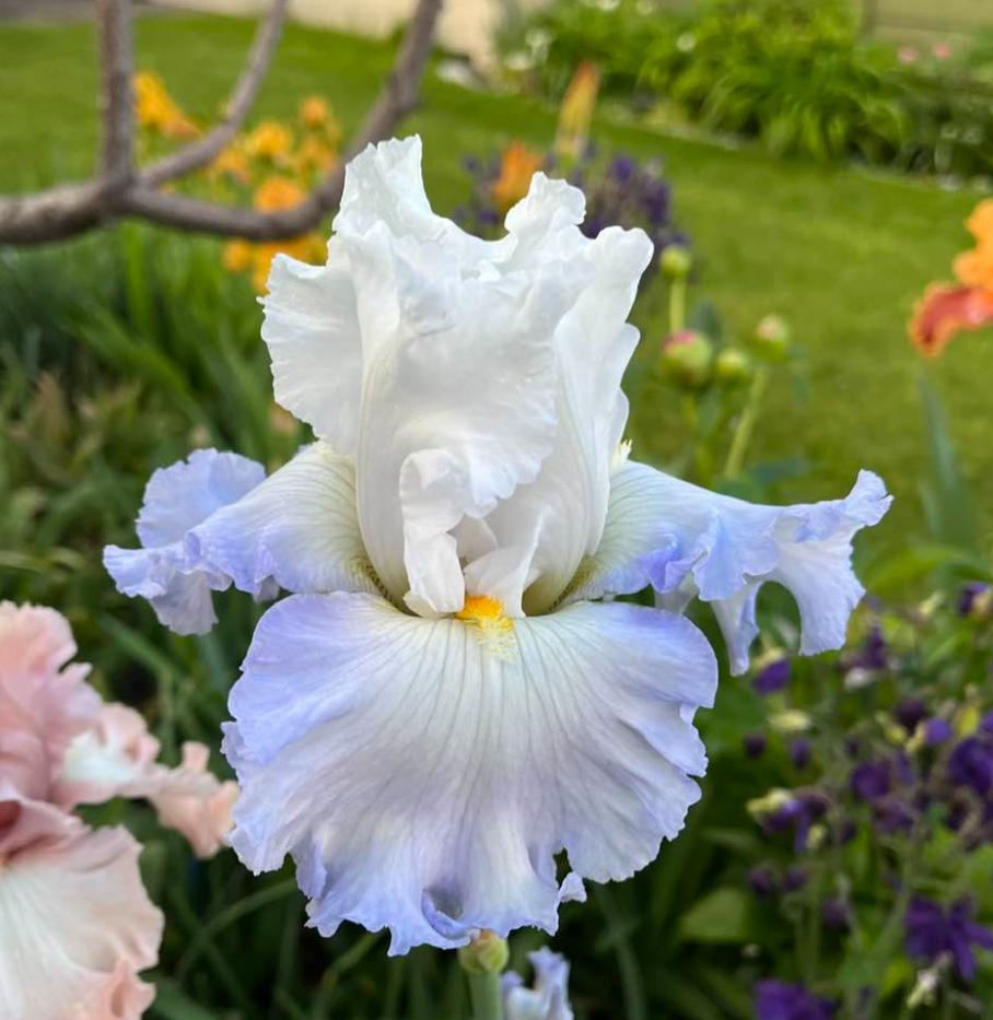 Photo of the bloom of Tall Bearded Iris (Iris 'Dancing on Ice') posted ...