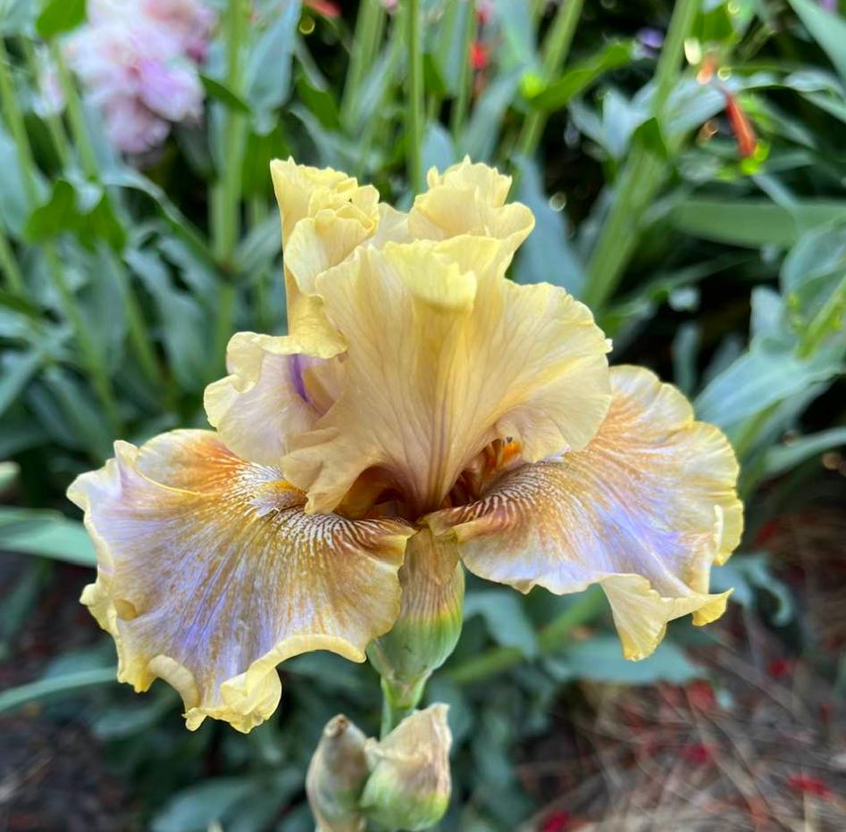 Photo of the bloom of Tall Bearded Iris (Iris 'Bush Honey') posted by MaryDurtschi - Garden.org