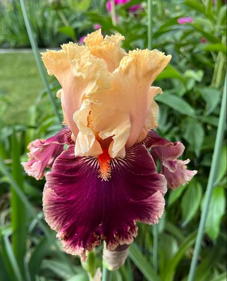 Photo of the bloom of Tall Bearded Iris (Iris 'Decadence') posted by MaryDurtschi - Garden.org