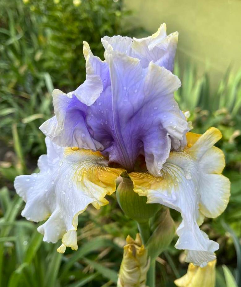 Photo of the bloom of Tall Bearded Iris (Iris 'Easter Charm') posted by MaryDurtschi - Garden.org
