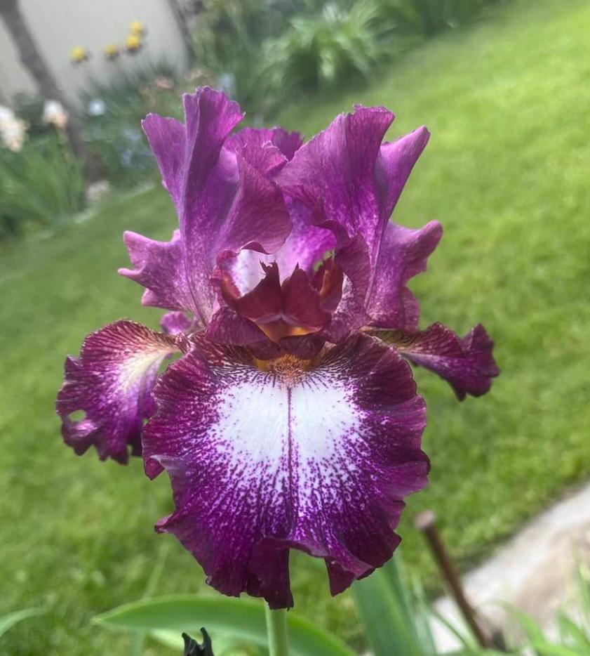 Photo of the bloom of Tall Bearded Iris (Iris 'Tennison Ridge') posted ...