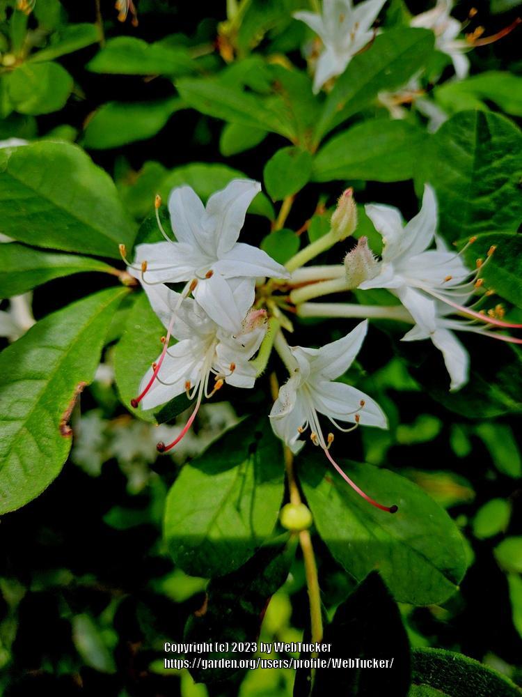 Photo of the bloom of Swamp Azalea (Rhododendron viscosum) posted by ...