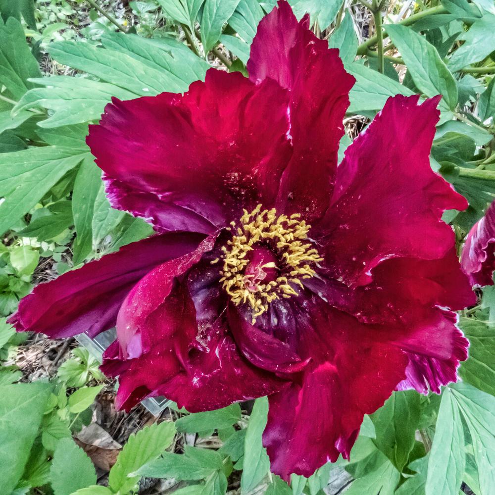 Photo of the bloom of Japanese Tree Peony (Paeonia x suffruticosa ...